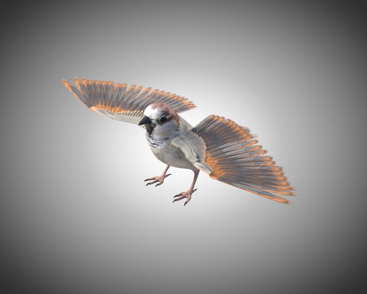 Sparrow - 3D Model by 3dstudio