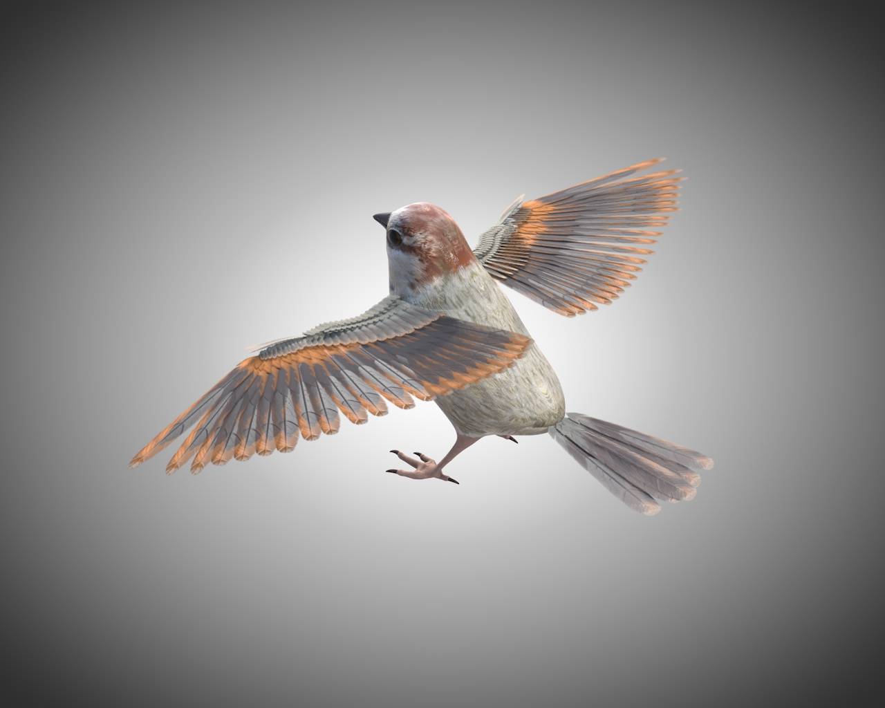 Sparrow - 3D Model by 3dstudio