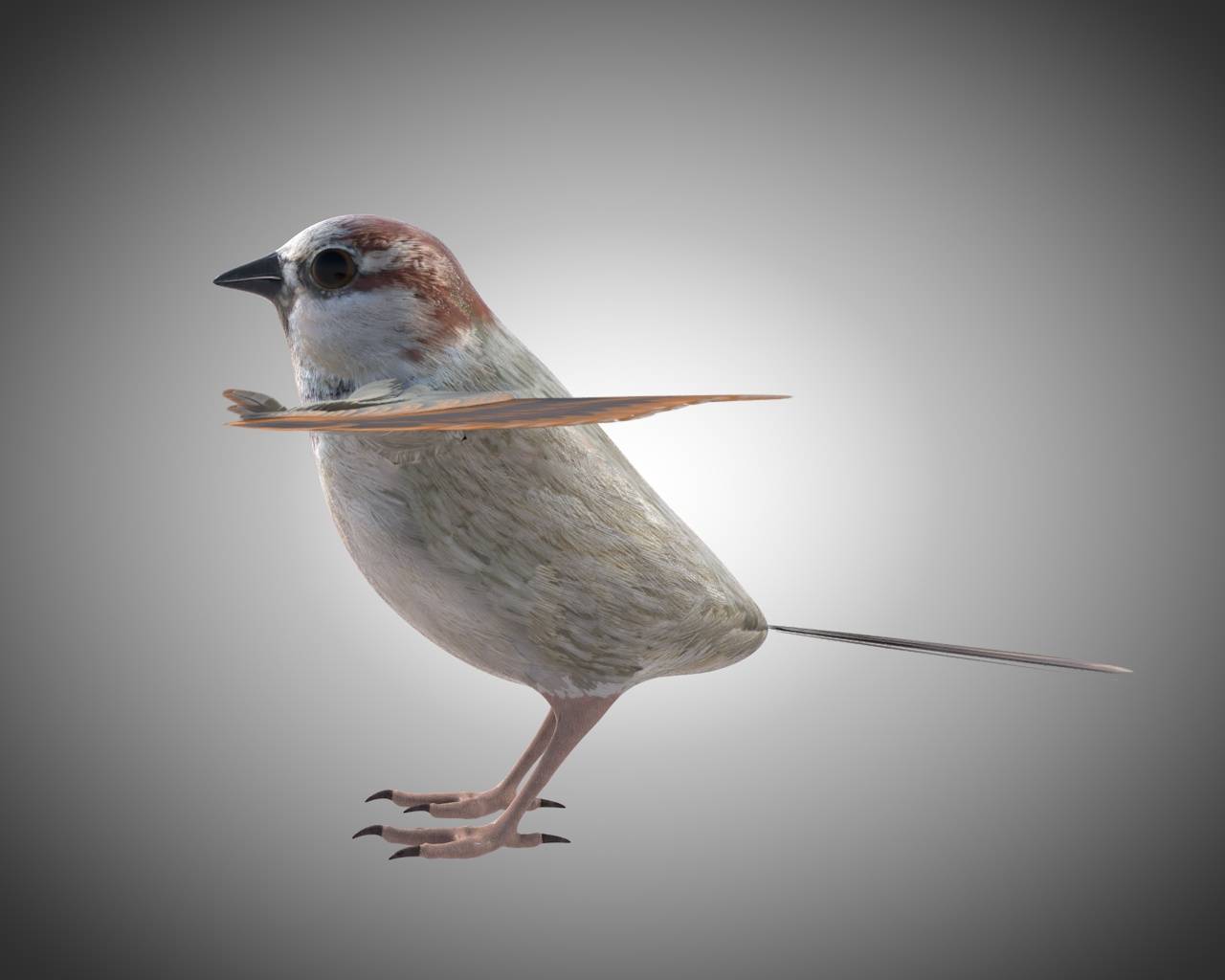 Sparrow - 3D Model by 3dstudio