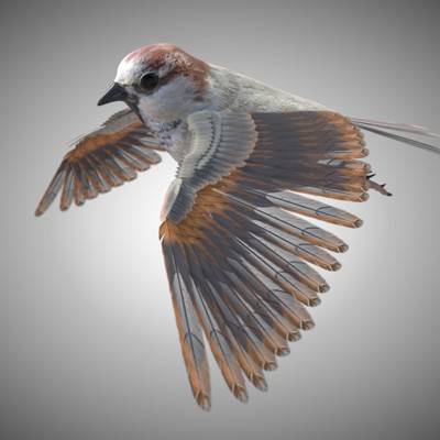 Sparrow - 3D Model by 3dstudio