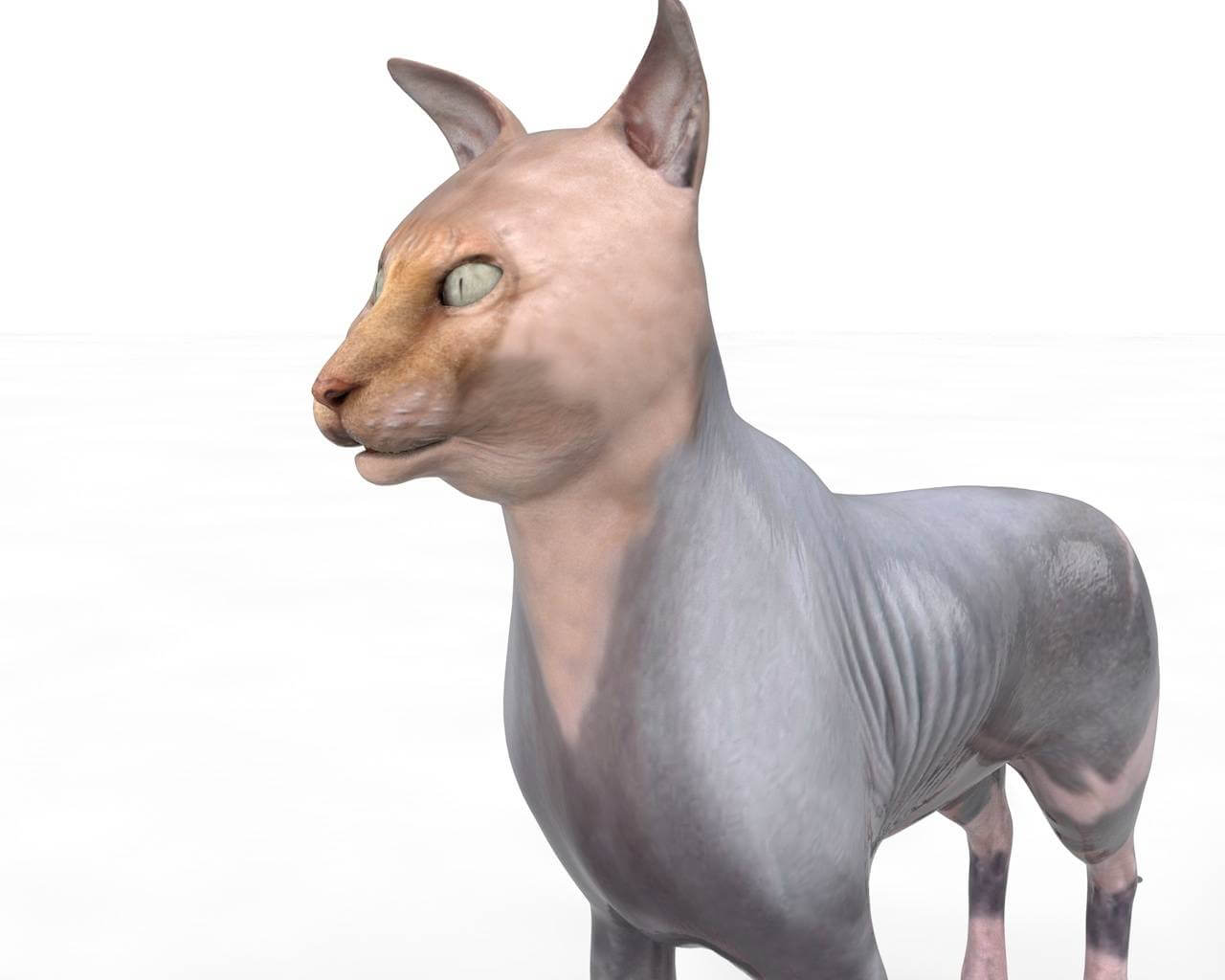 Sphynx Cat - 3D Model by 3dstudio