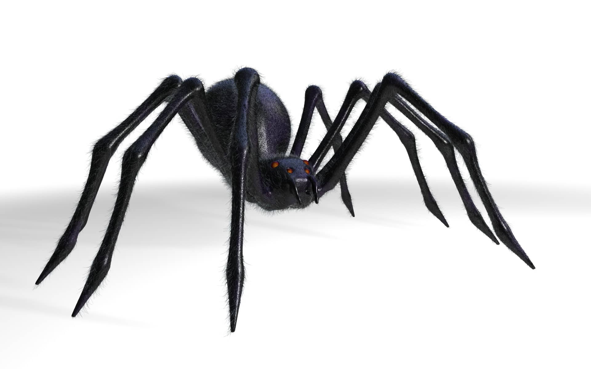 Spider - 3D Model by 3dstudio