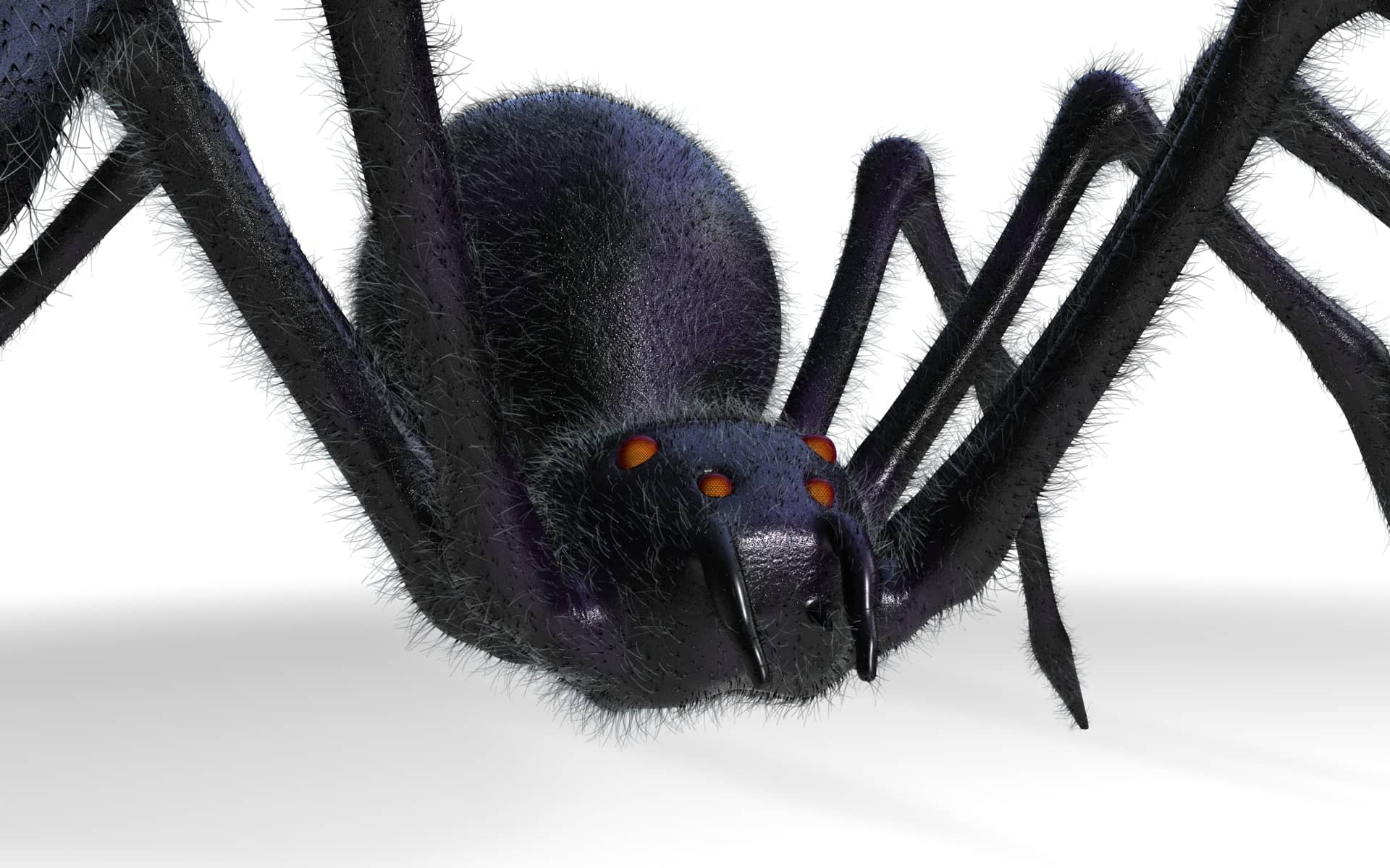 Spider - 3D Model by 3dstudio