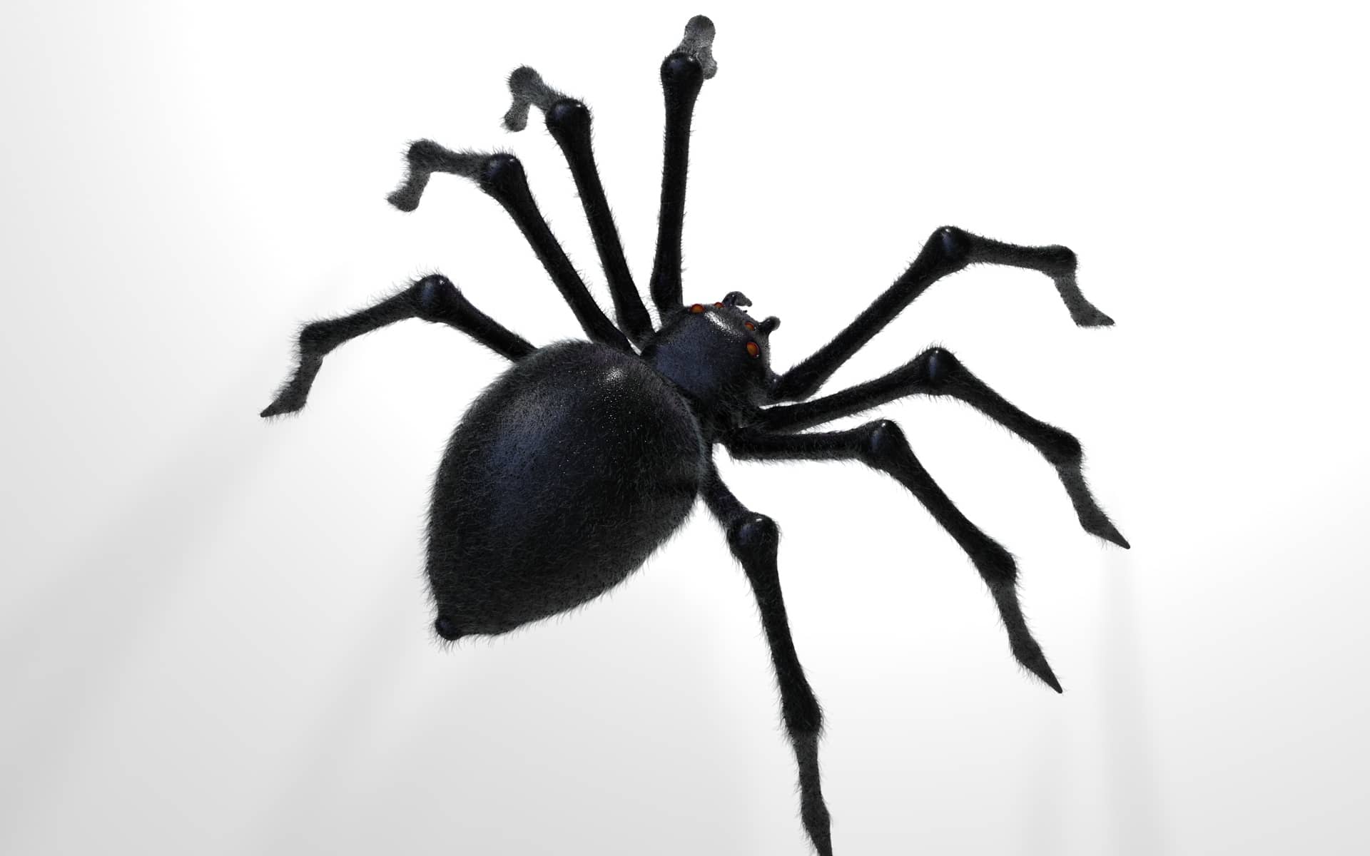 Spider - 3D Model by 3dstudio