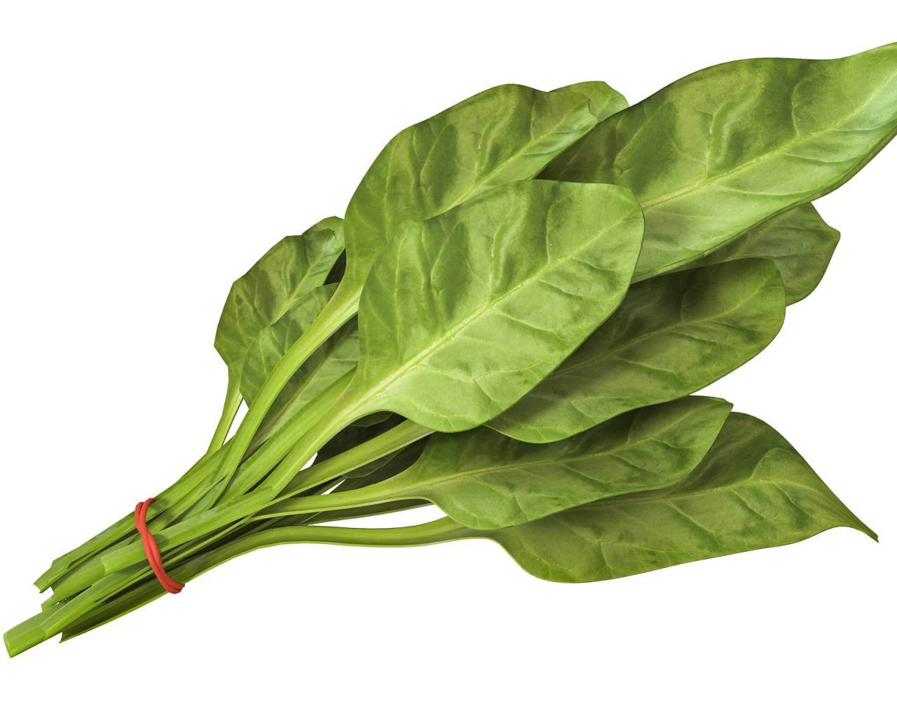 Spinach - 3D Model by 3dstudio