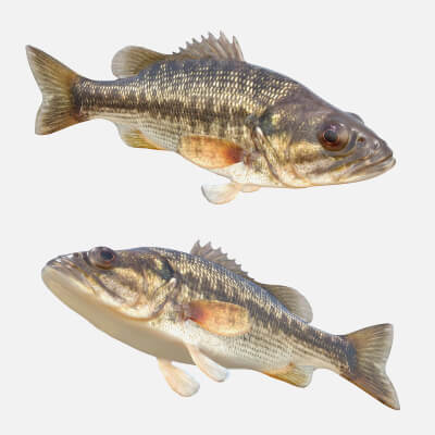 Spotted Bass Fish - 3D Model by 3dstudio