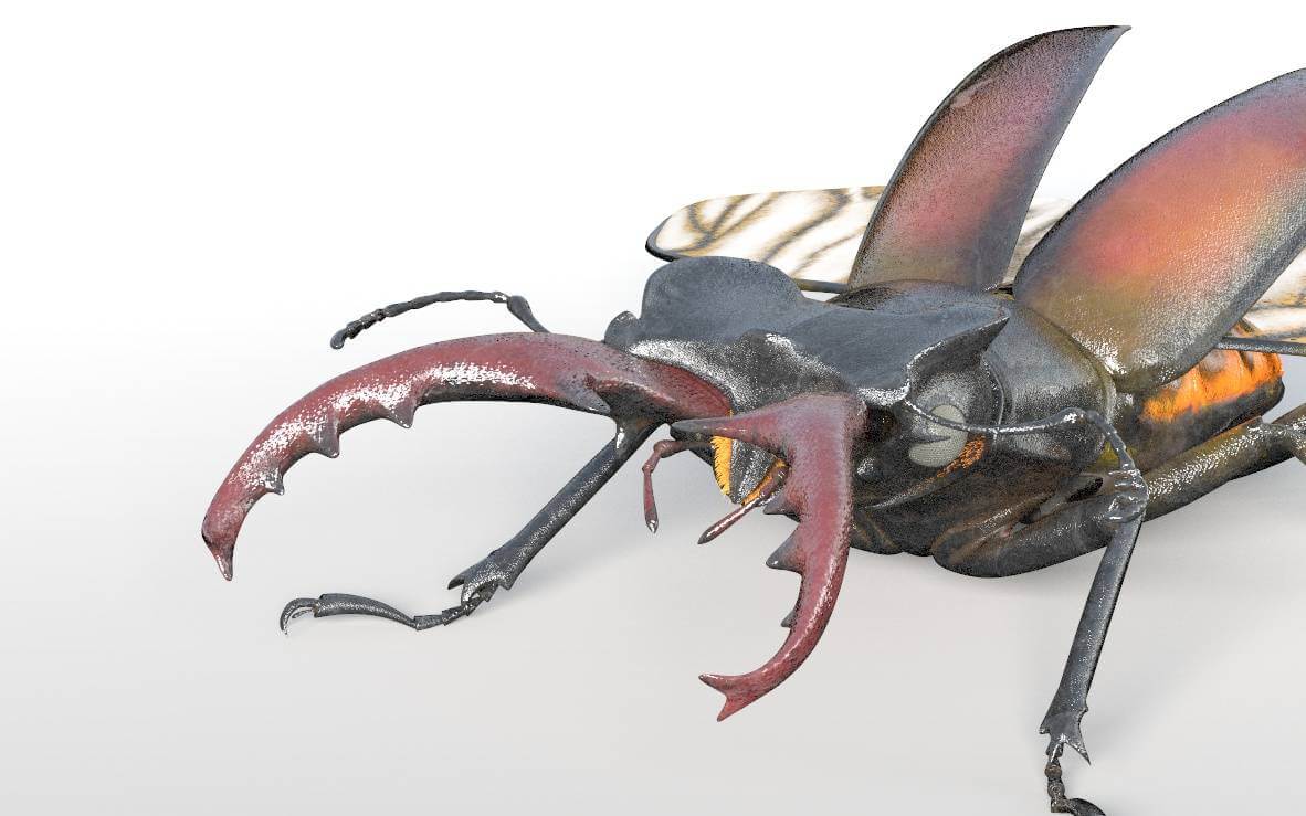 Stag Beetle - 3D Model by 3dstudio