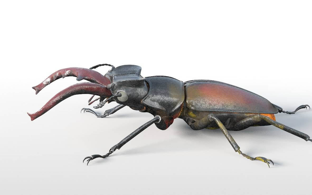 Stag Beetle - 3D Model by 3dstudio