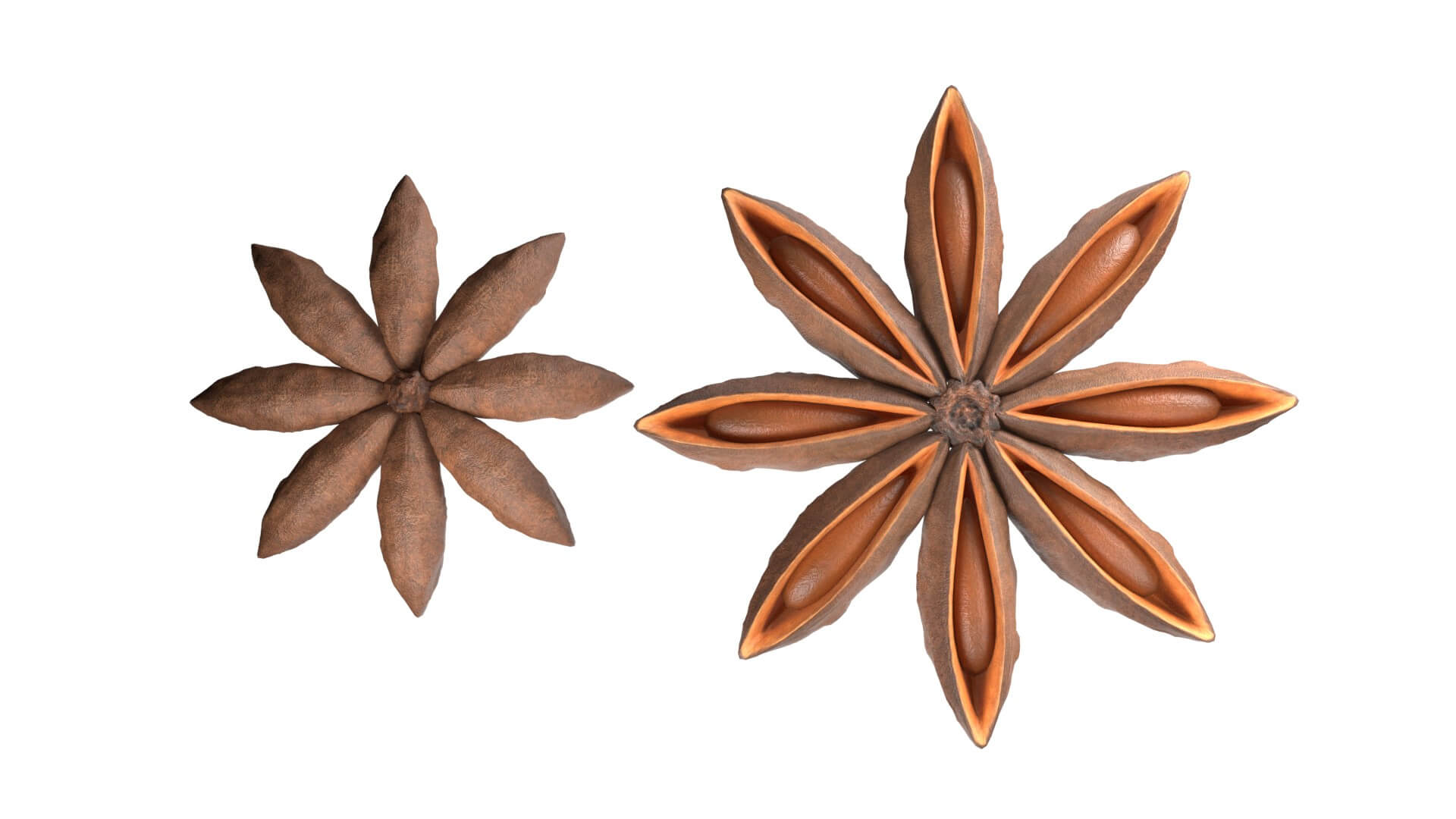 Star Anise 3D Model by 3dstudio