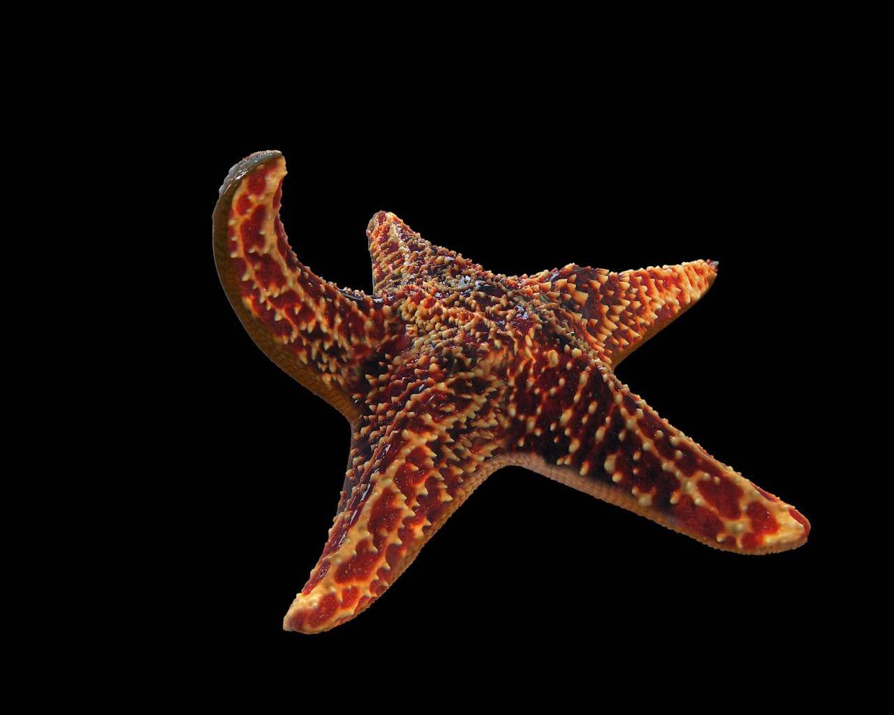 Starfish Pack 3D Model