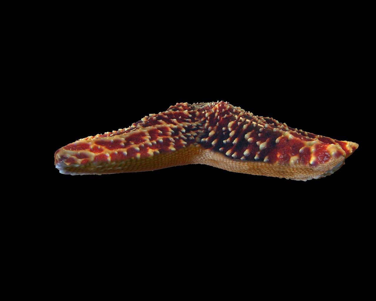 Starfish Pack - 3D Model by 3dstudio