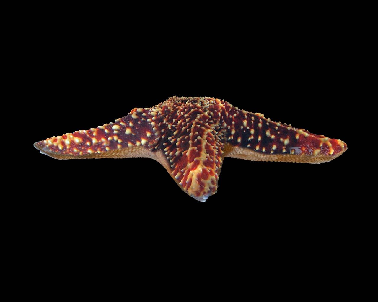 Starfish Pack - 3D Model by 3dstudio