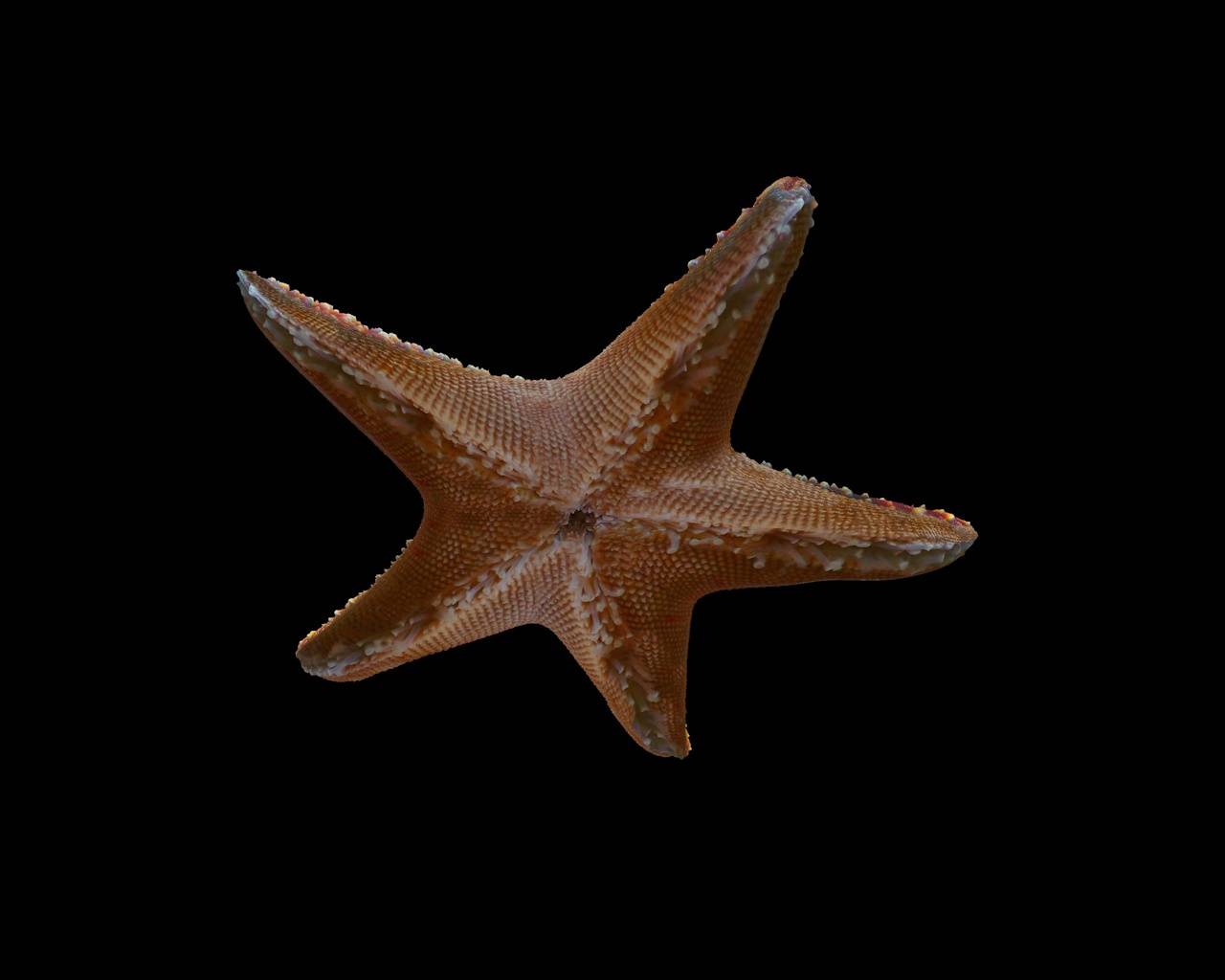 Starfish Pack - 3D Model by 3dstudio