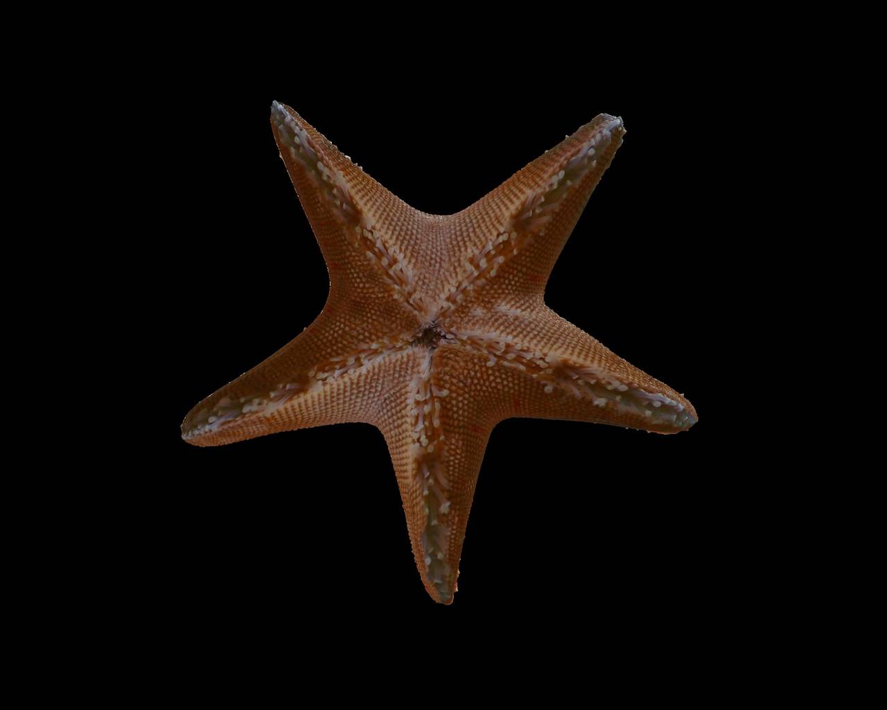 Starfish Pack - 3D Model by 3dstudio