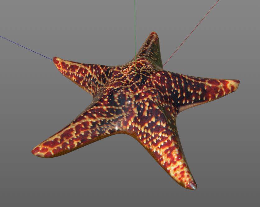 Starfish Pack - 3D Model by 3dstudio