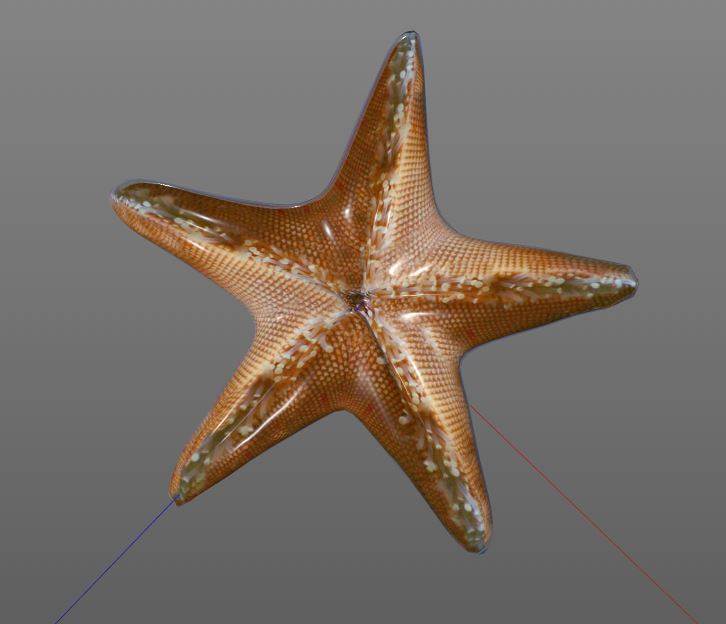 Starfish Pack - 3D Model by 3dstudio