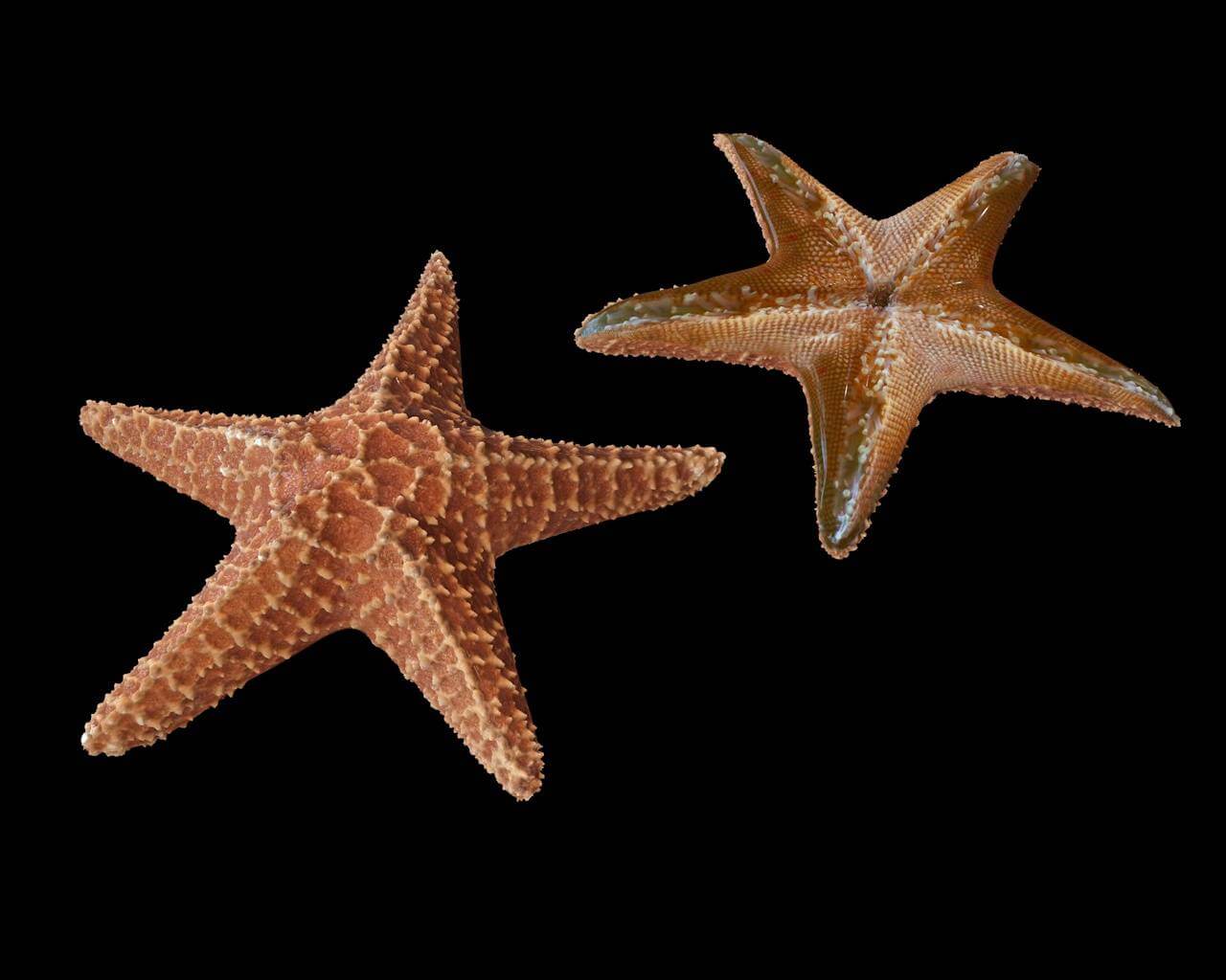 Starfish Pack - 3D Model by 3dstudio