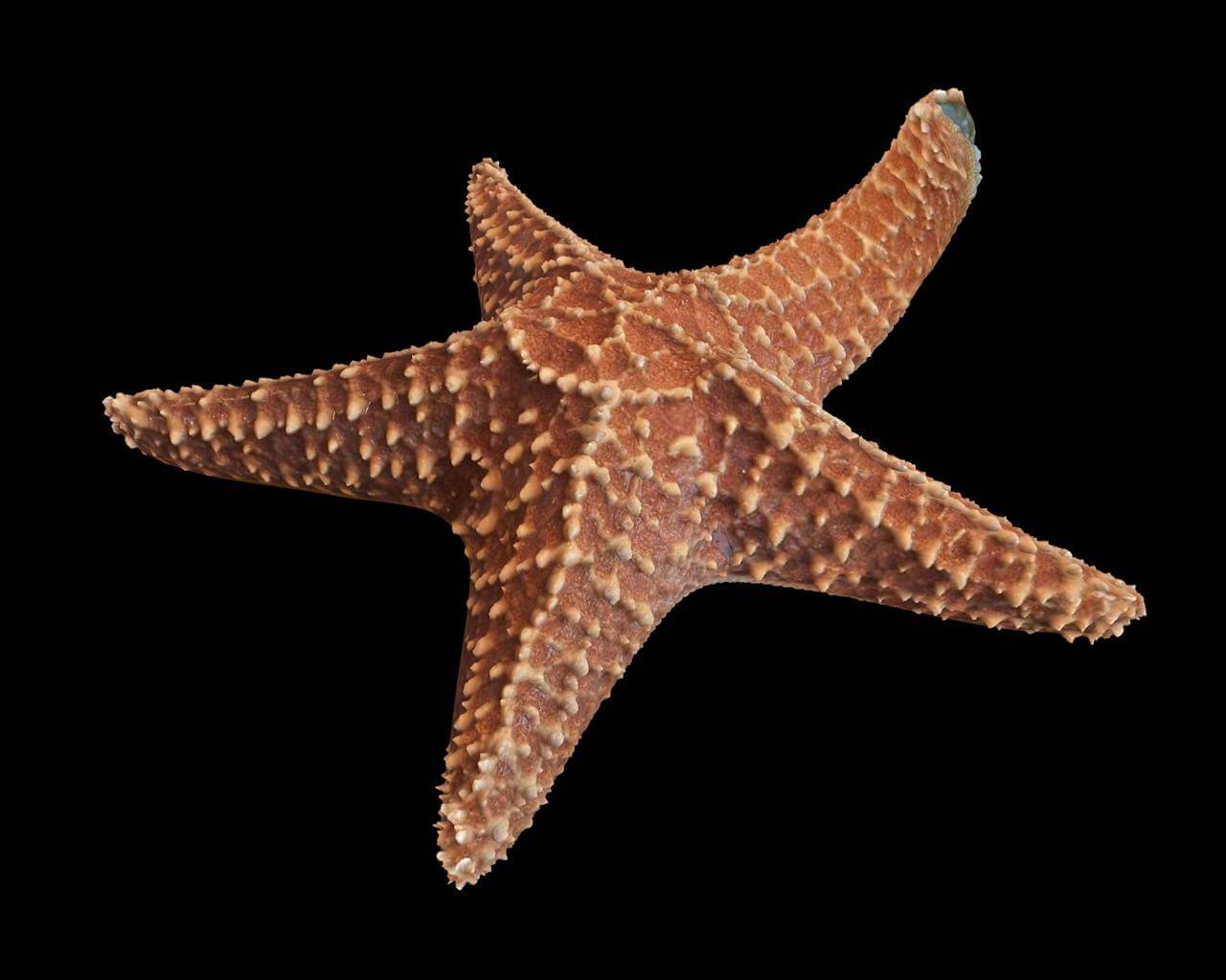 Starfish Pack - 3D Model by 3dstudio