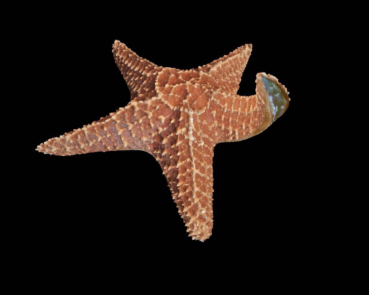 Starfish Pack - 3D Model by 3dstudio