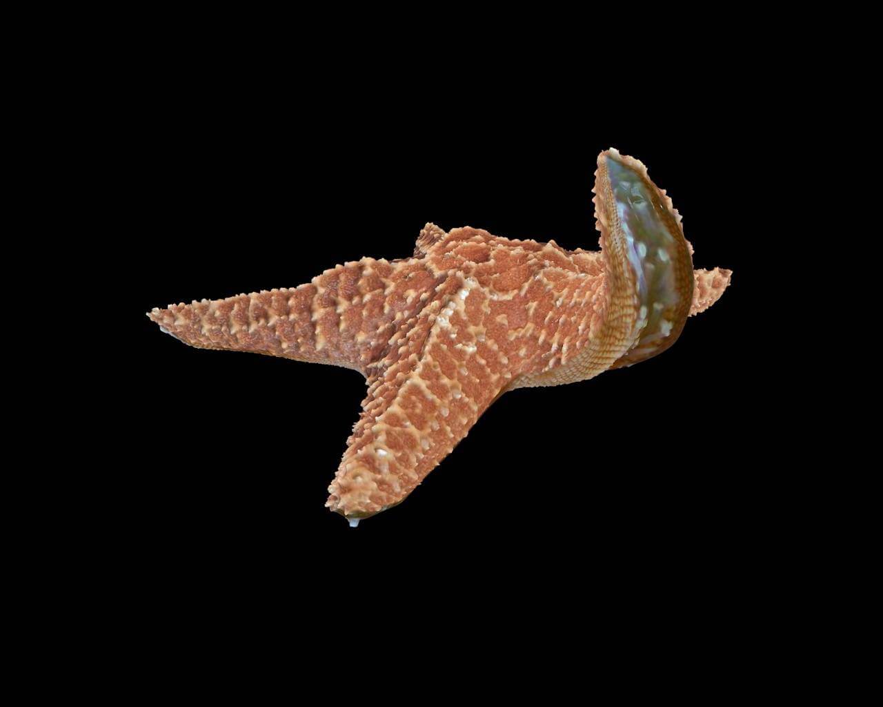Starfish Pack - 3D Model by 3dstudio