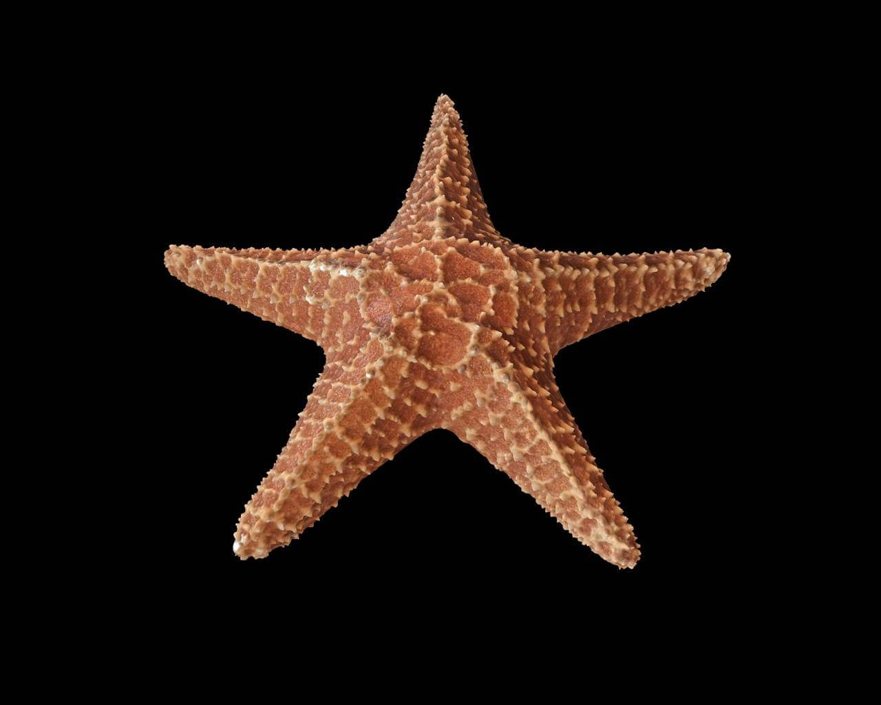 Starfish Pack - 3D Model by 3dstudio
