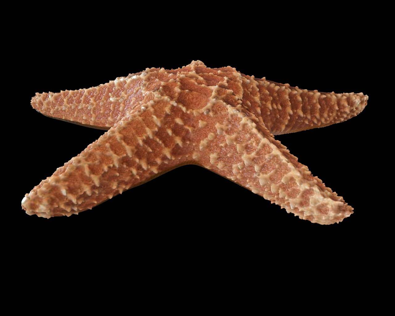 Starfish Pack - 3D Model by 3dstudio