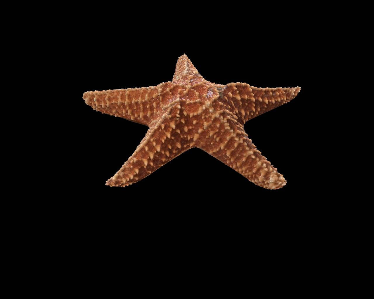 Starfish Pack - 3D Model by 3dstudio