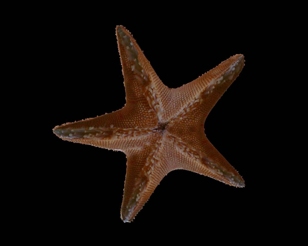 Starfish Pack - 3D Model by 3dstudio