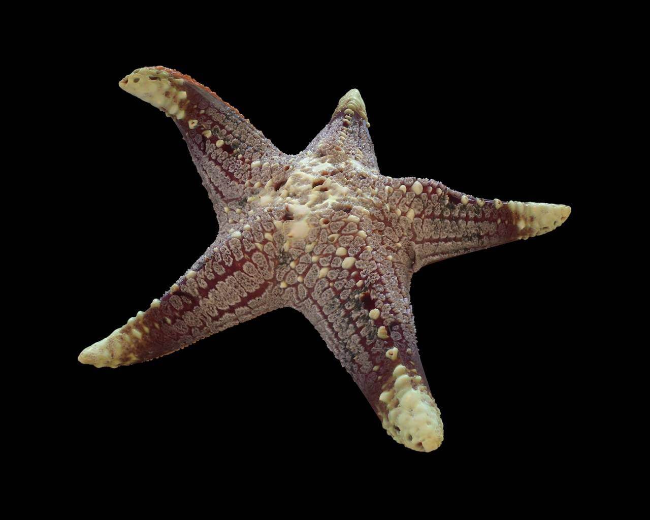 Starfish Pack - 3D Model by 3dstudio