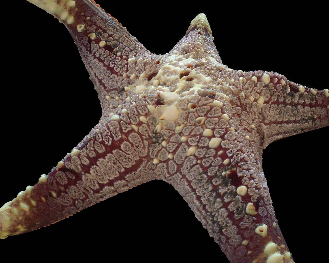 Starfish Pack - 3D Model by 3dstudio