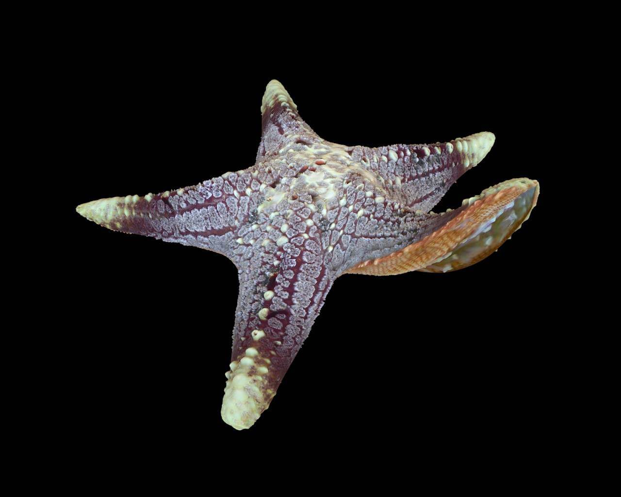 Starfish Pack - 3D Model by 3dstudio