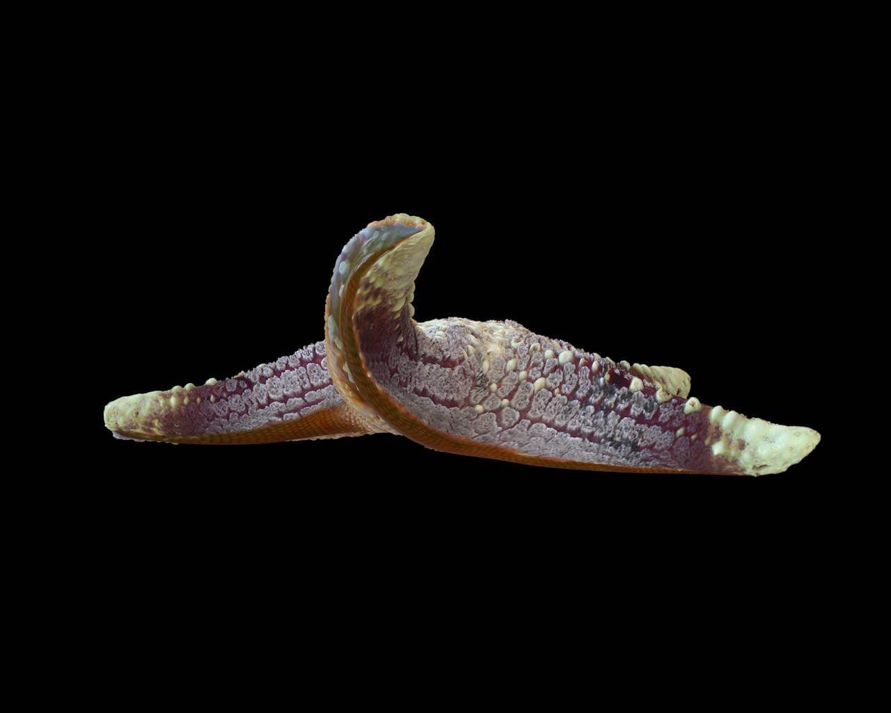 Starfish Pack - 3D Model by 3dstudio