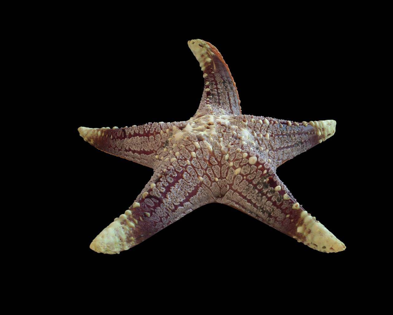 Starfish Pack - 3D Model by 3dstudio