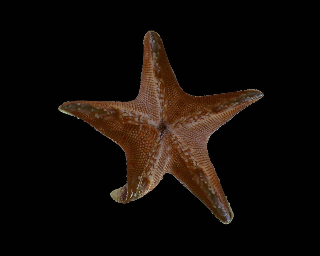 Starfish Pack - 3D Model by 3dstudio