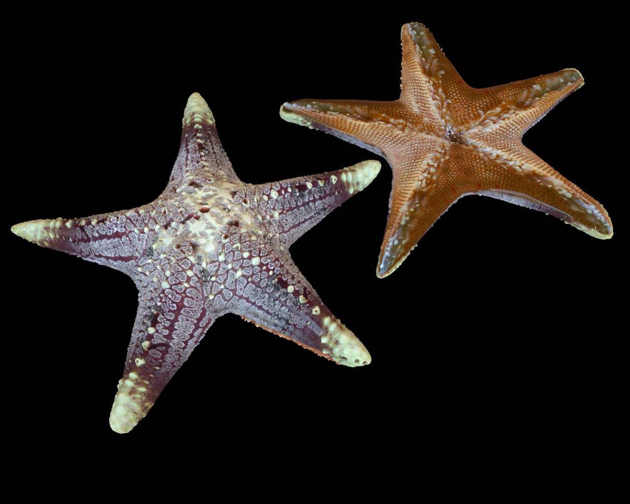 Starfish Pack - 3D Model by 3dstudio