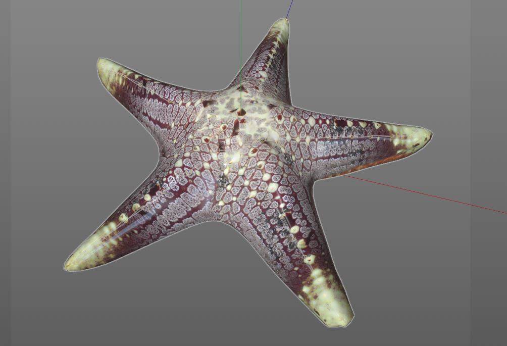 Starfish Pack - 3D Model by 3dstudio