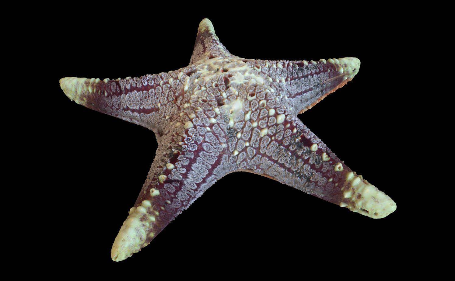 Starfish Pack - 3D Model by 3dstudio
