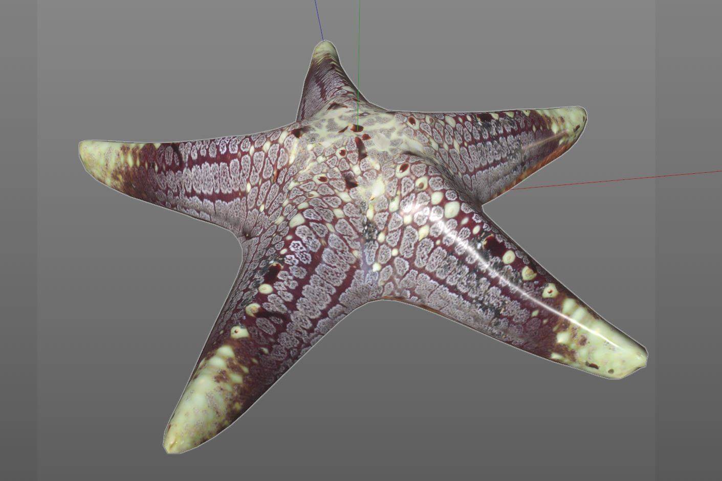 Starfish Pack - 3D Model by 3dstudio