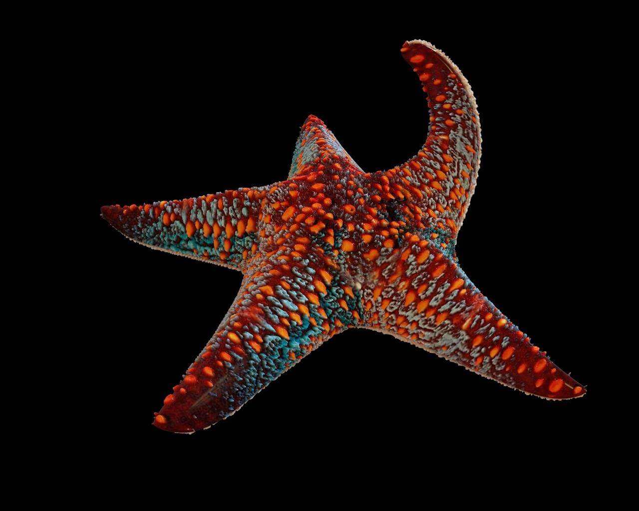 Starfish Pack - 3D Model by 3dstudio