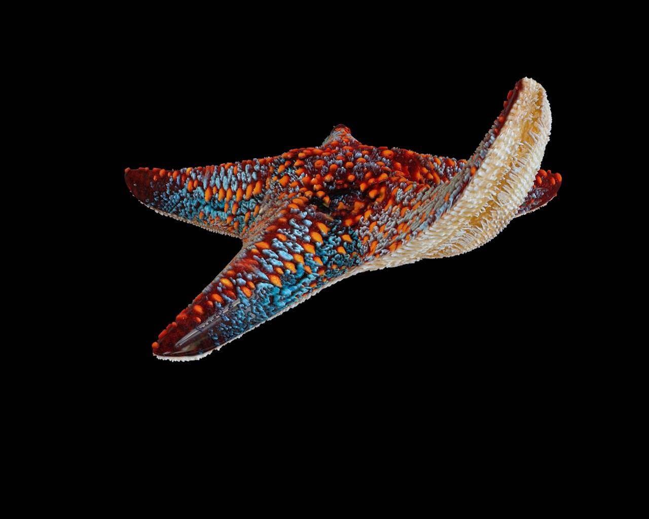 Starfish Pack - 3D Model by 3dstudio