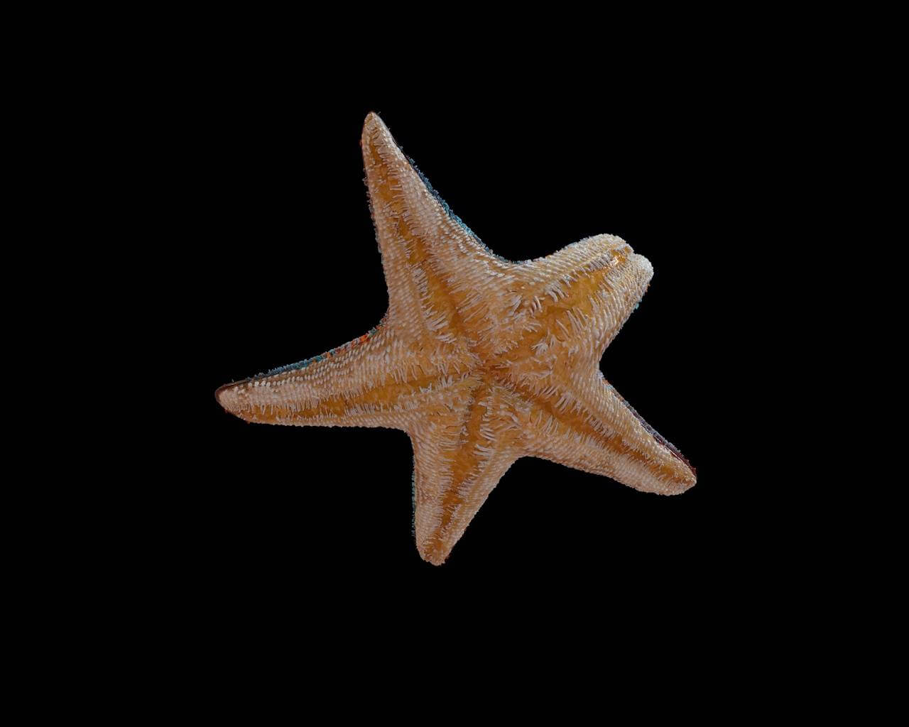 Starfish Pack - 3D Model by 3dstudio