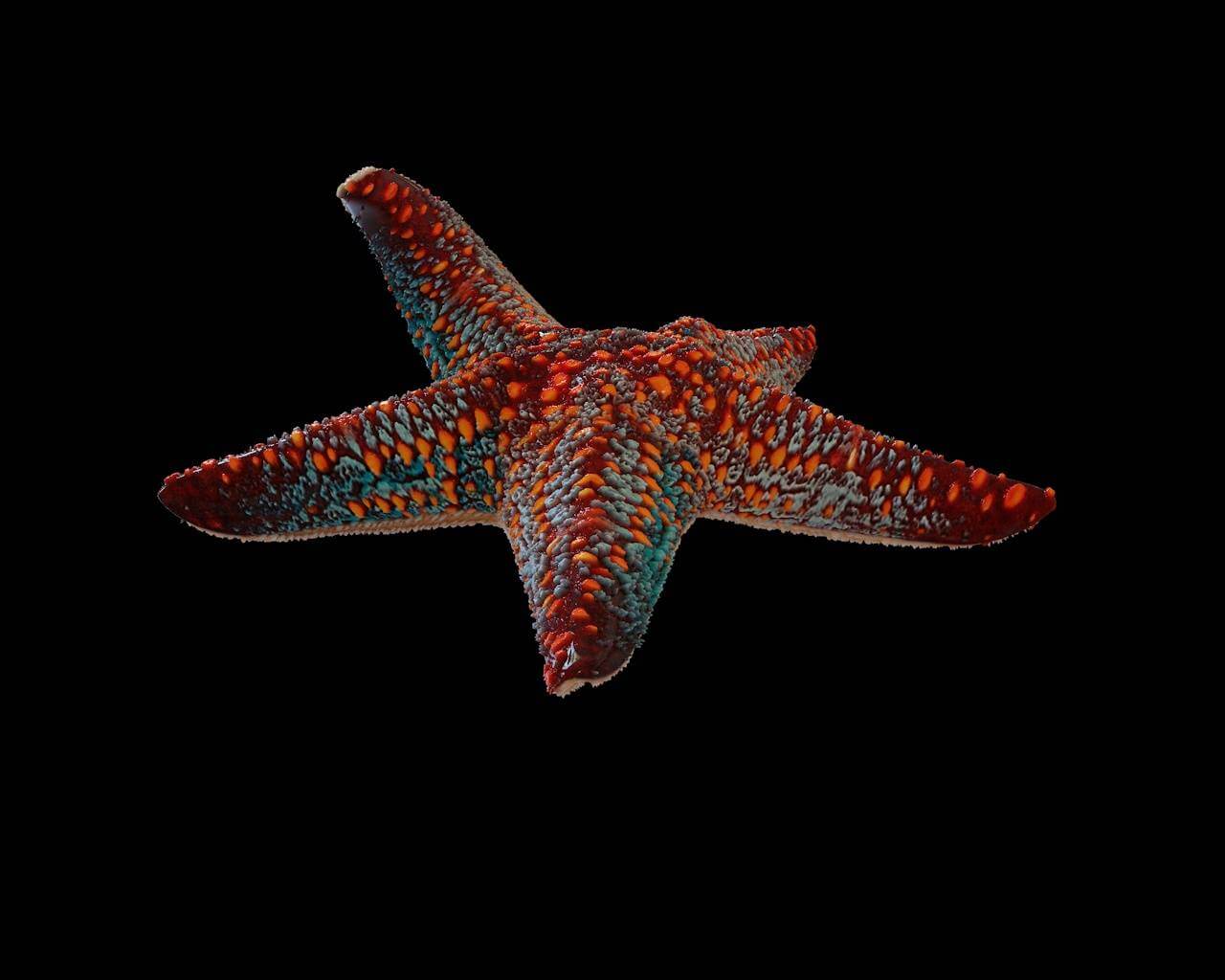 Starfish Pack - 3D Model by 3dstudio