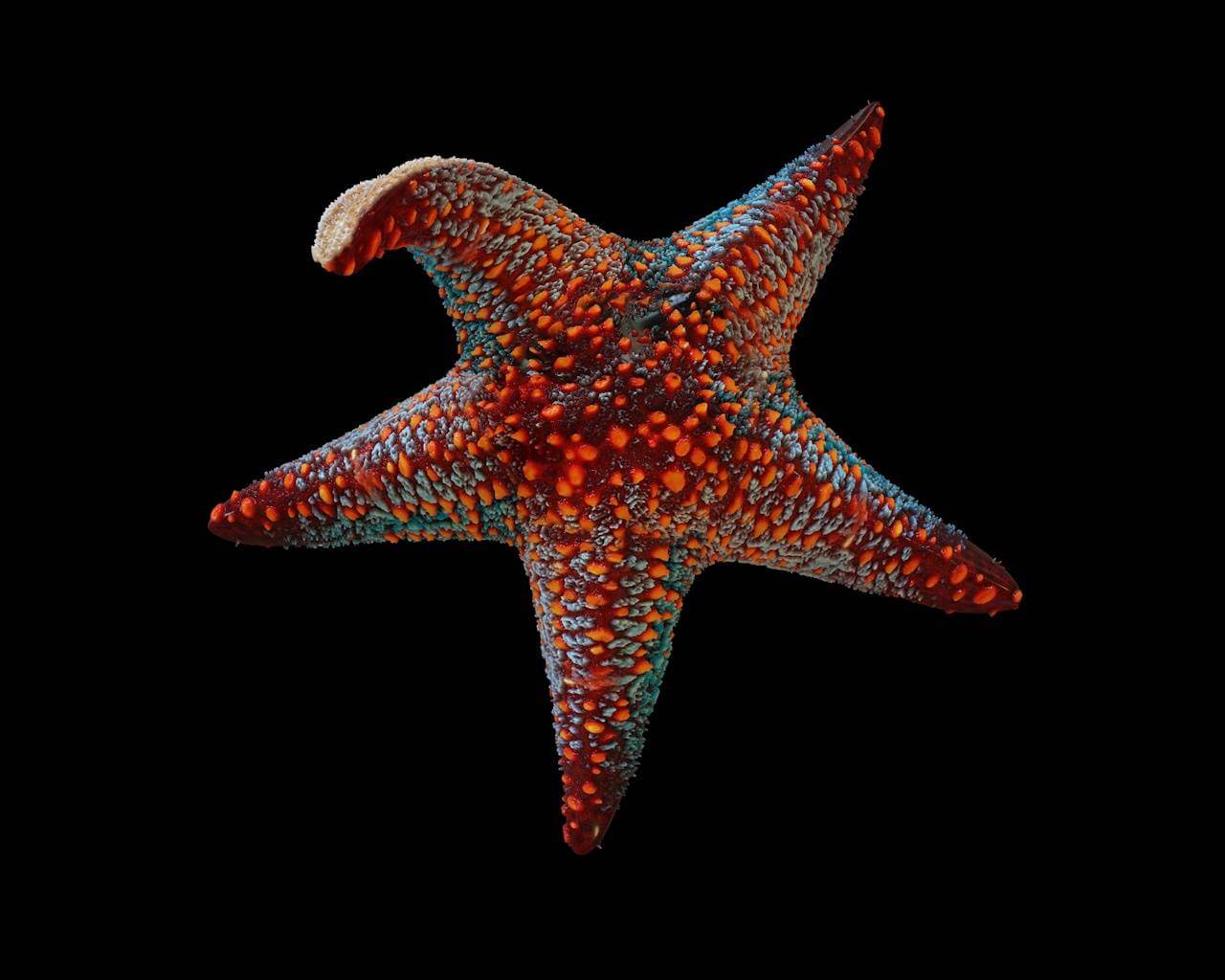 Starfish Pack - 3D Model by 3dstudio