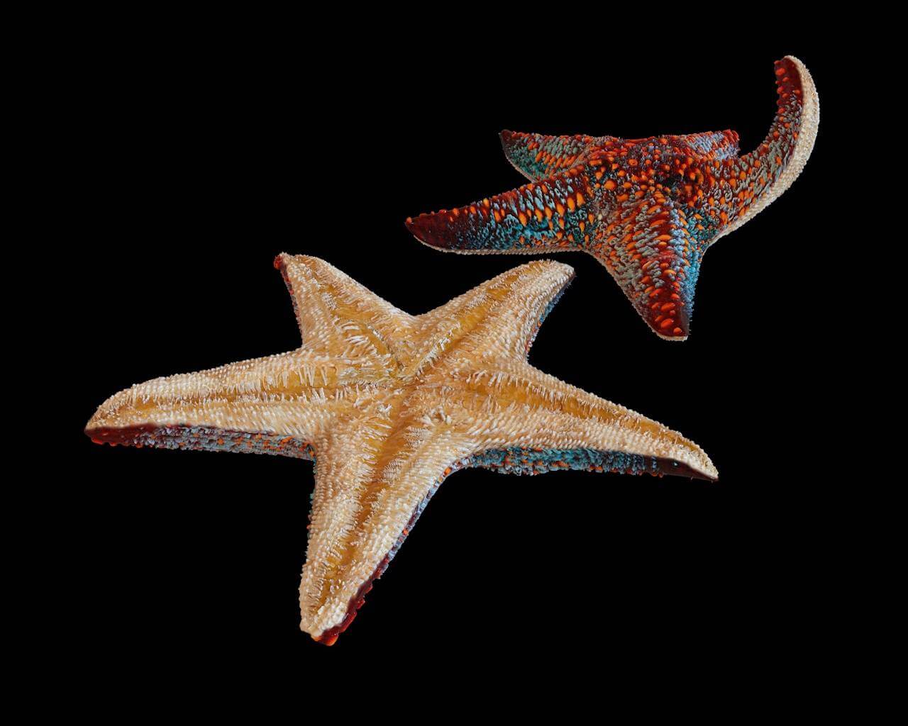 Starfish Pack - 3D Model by 3dstudio