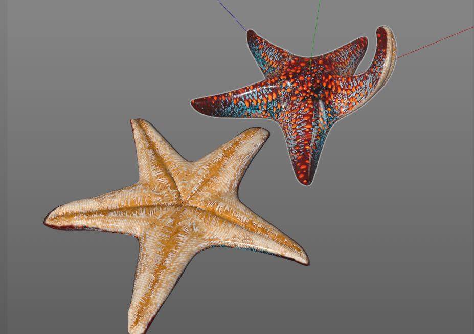 Starfish Pack - 3D Model by 3dstudio