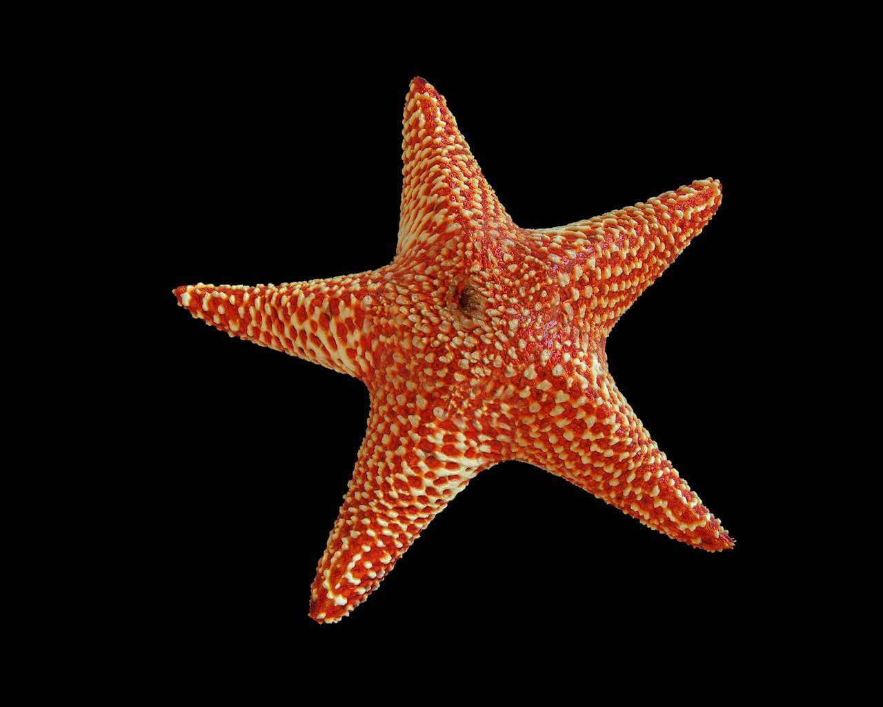 Starfish Pack - 3D Model by 3dstudio