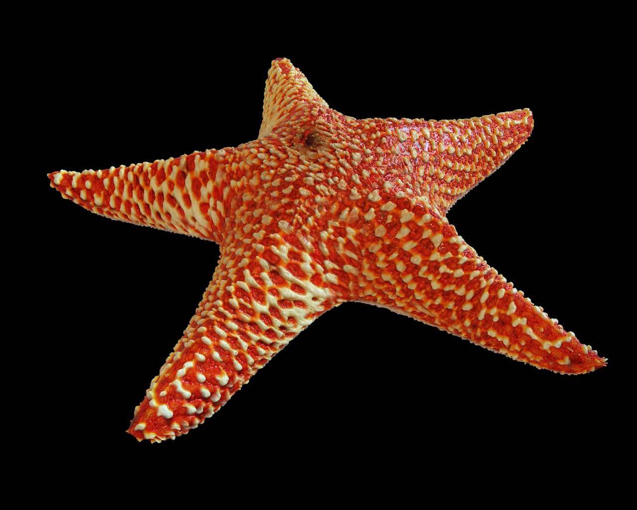 Starfish Pack - 3D Model by 3dstudio