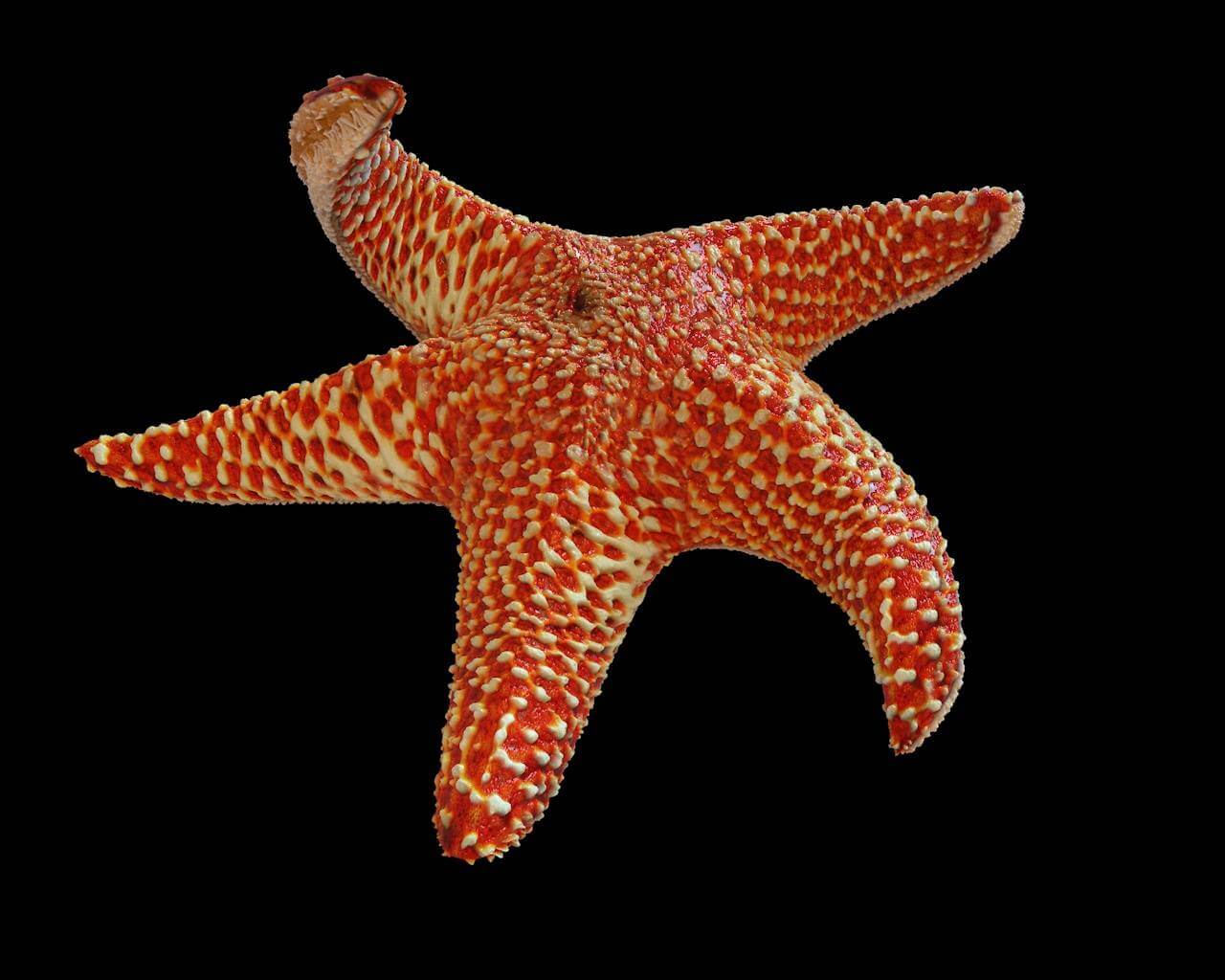Starfish Pack - 3D Model by 3dstudio