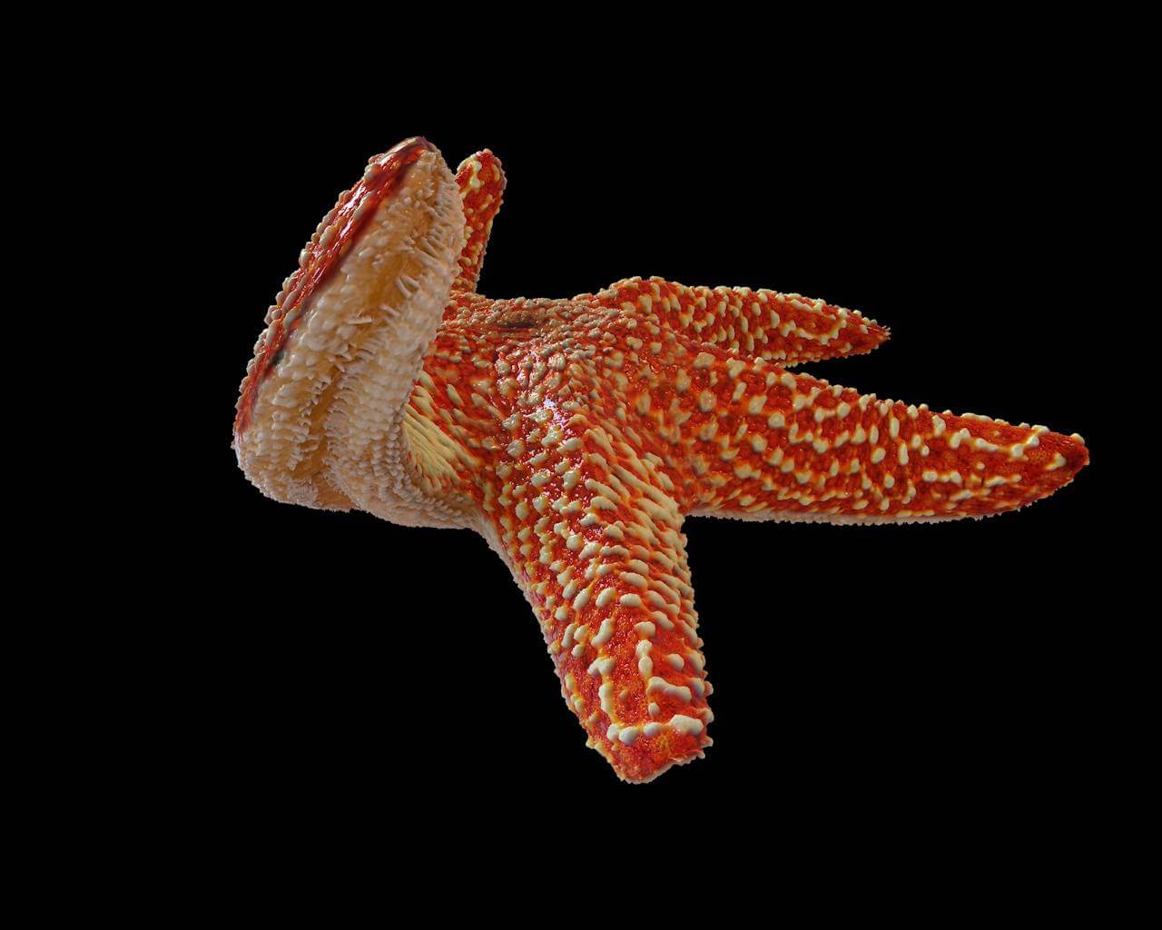 Starfish Pack - 3D Model by 3dstudio