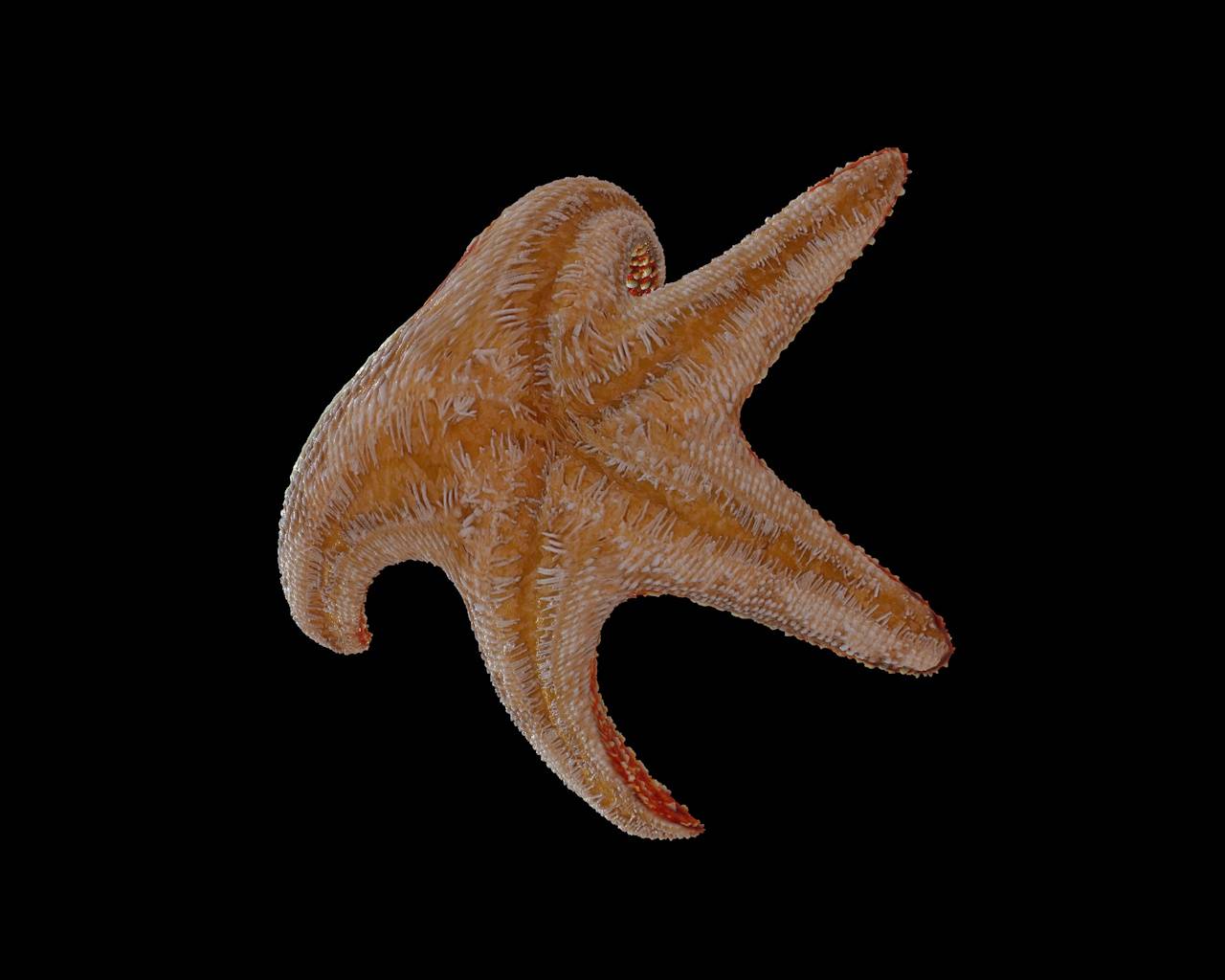 Starfish Pack - 3D Model by 3dstudio